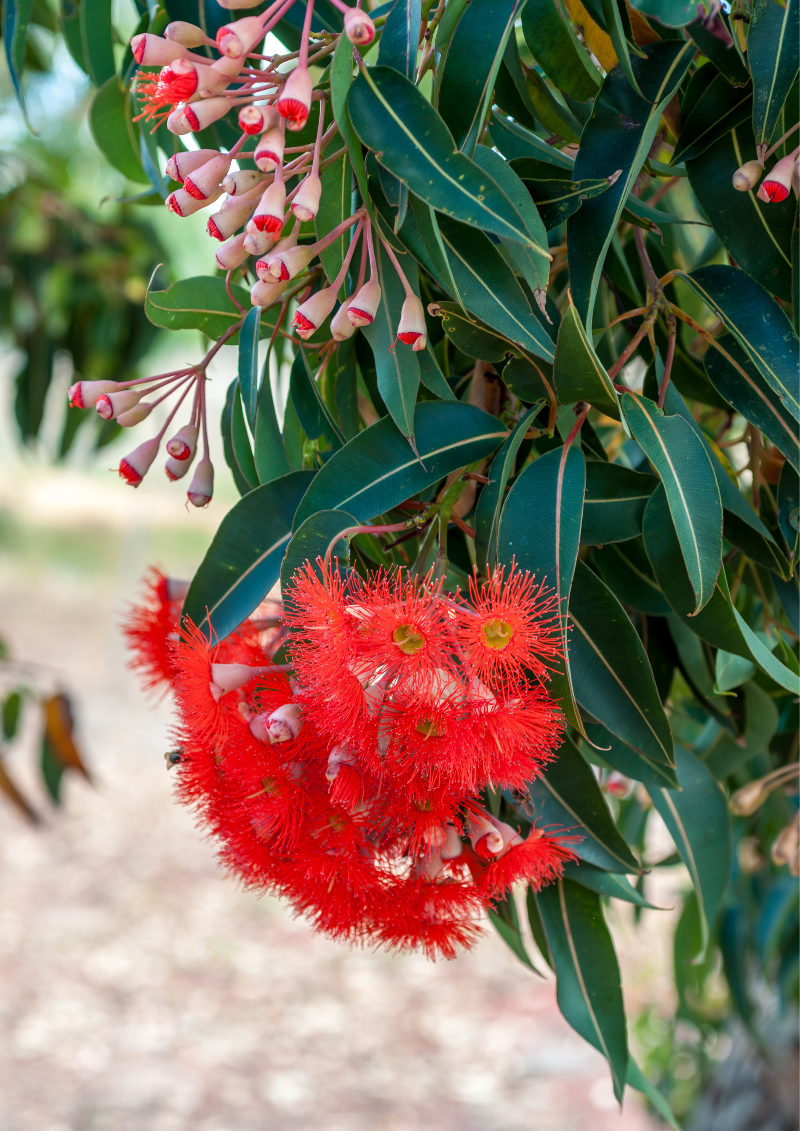 Eucalyptus Varieties – Diamond Valley Garden